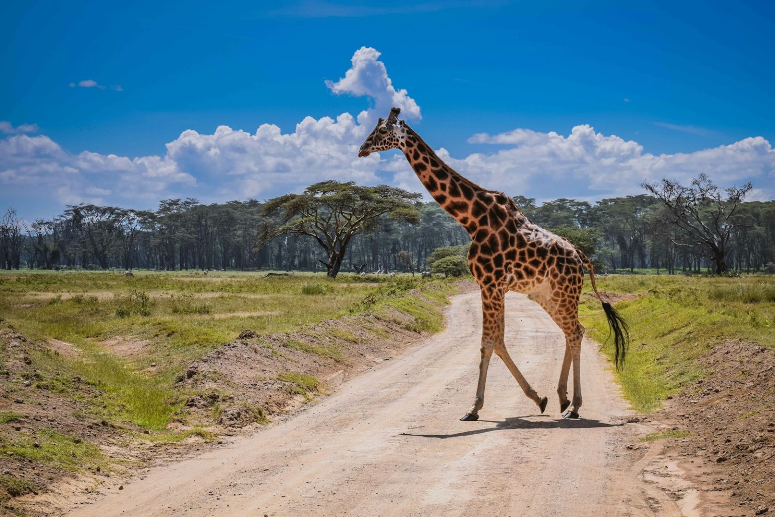 Que animales puedes ver en un safari por áfrica - Mochileros por el mundo